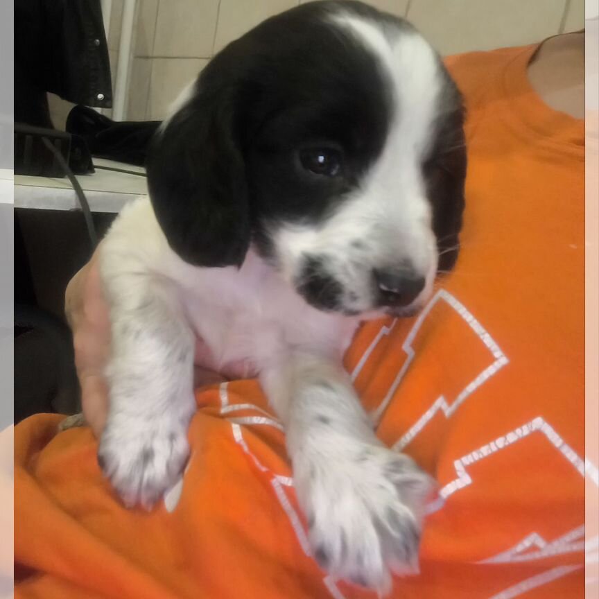 Русский охотничий спаниель, щенок