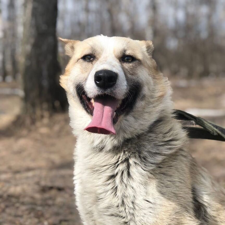 Собака Красавица Брошка