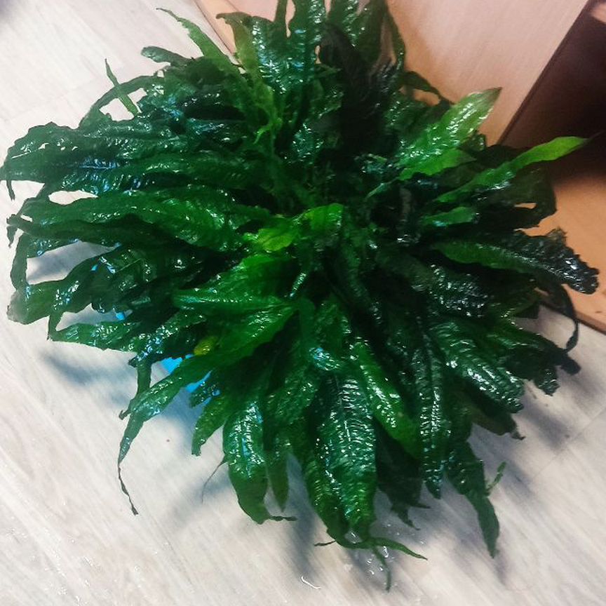 Аквариумные растения папоротник