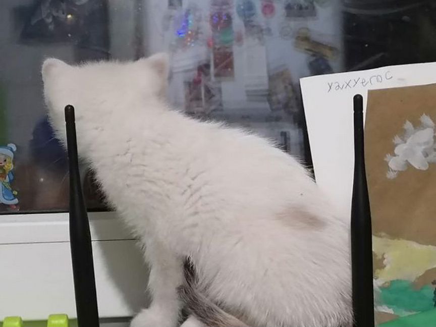 Котенок 2 месячный, беленький