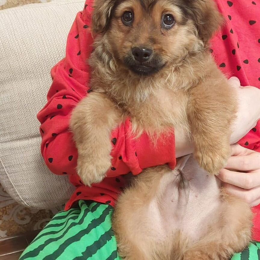 Ищет дом медвежонок