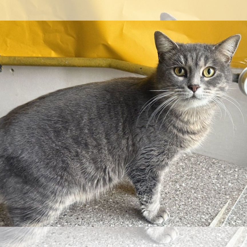 Взрослый кот в добрые руки