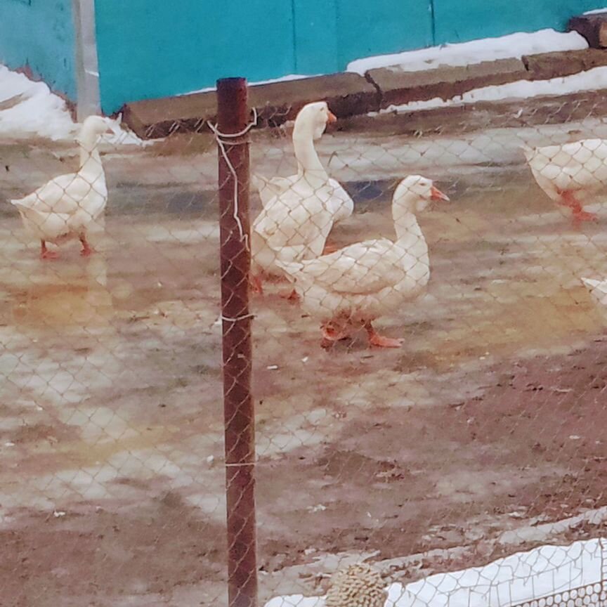 Холмогорские гуси