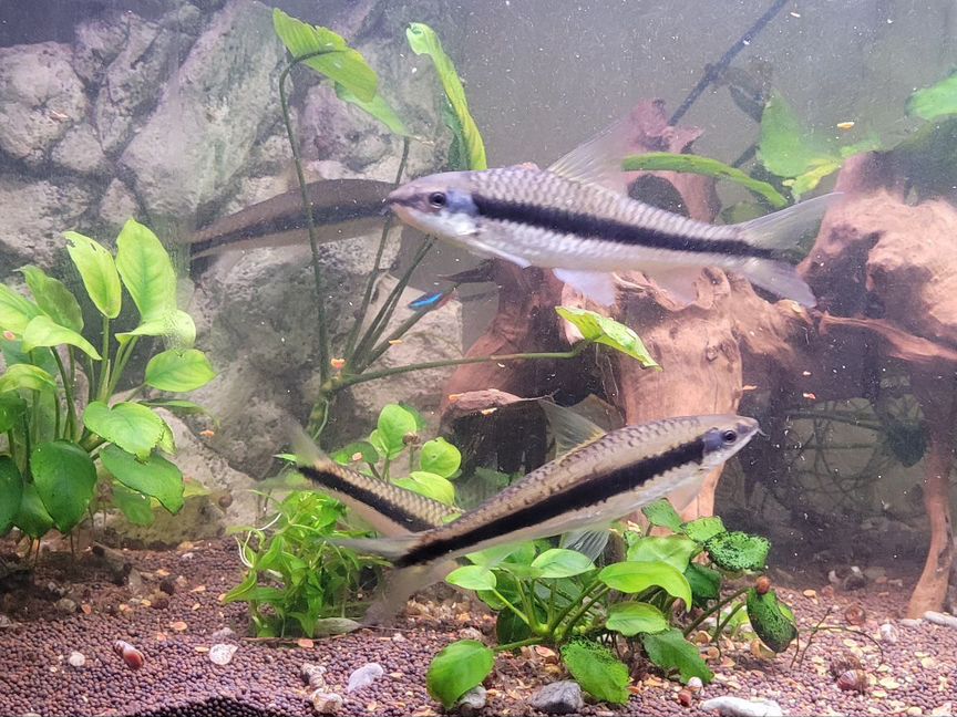 Сиамский водорослеед