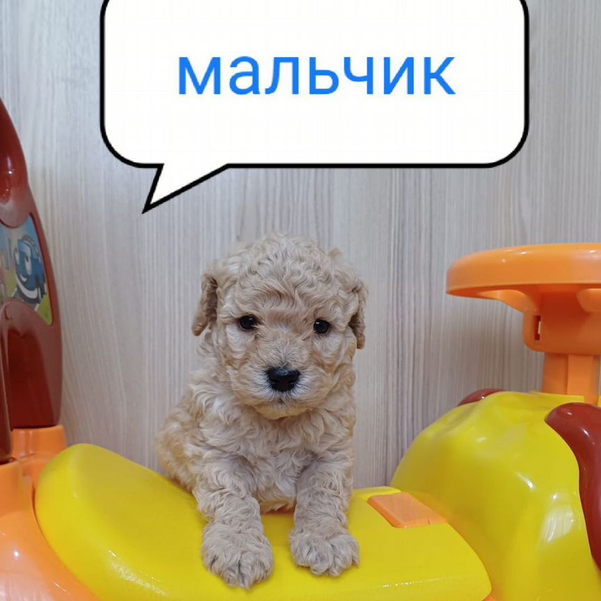 Пудель
