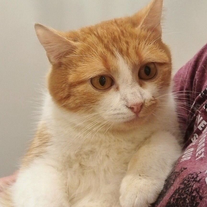 Дачный кот ищет дом