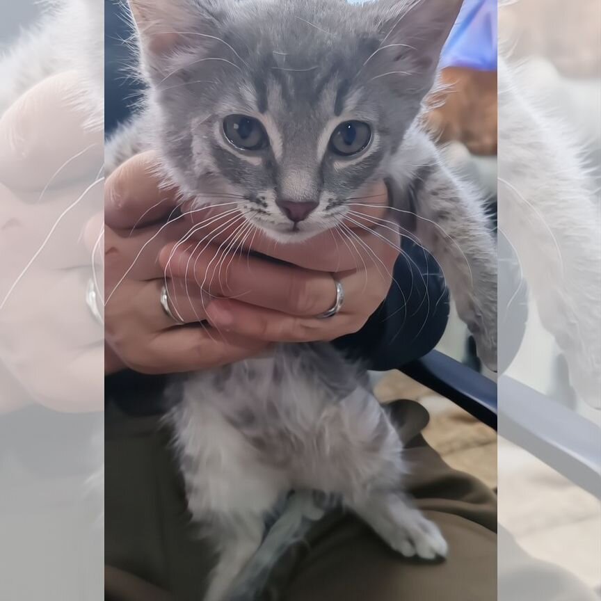 Котёнок в добрые руки