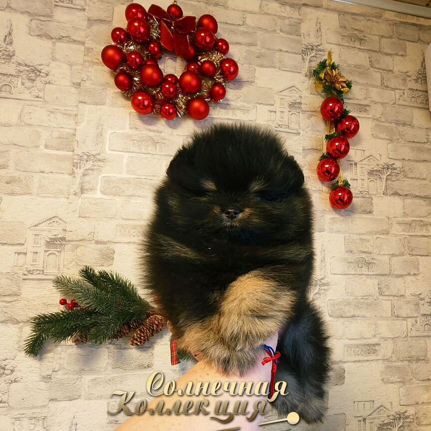 Померанский шпиц, щенок