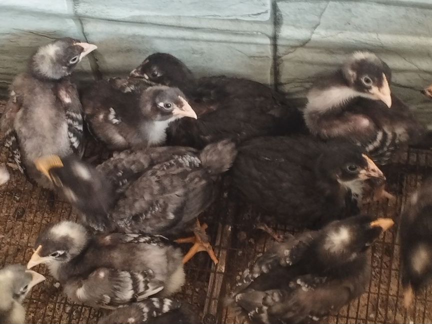 Цыплята мехеленская кукушка и мараны