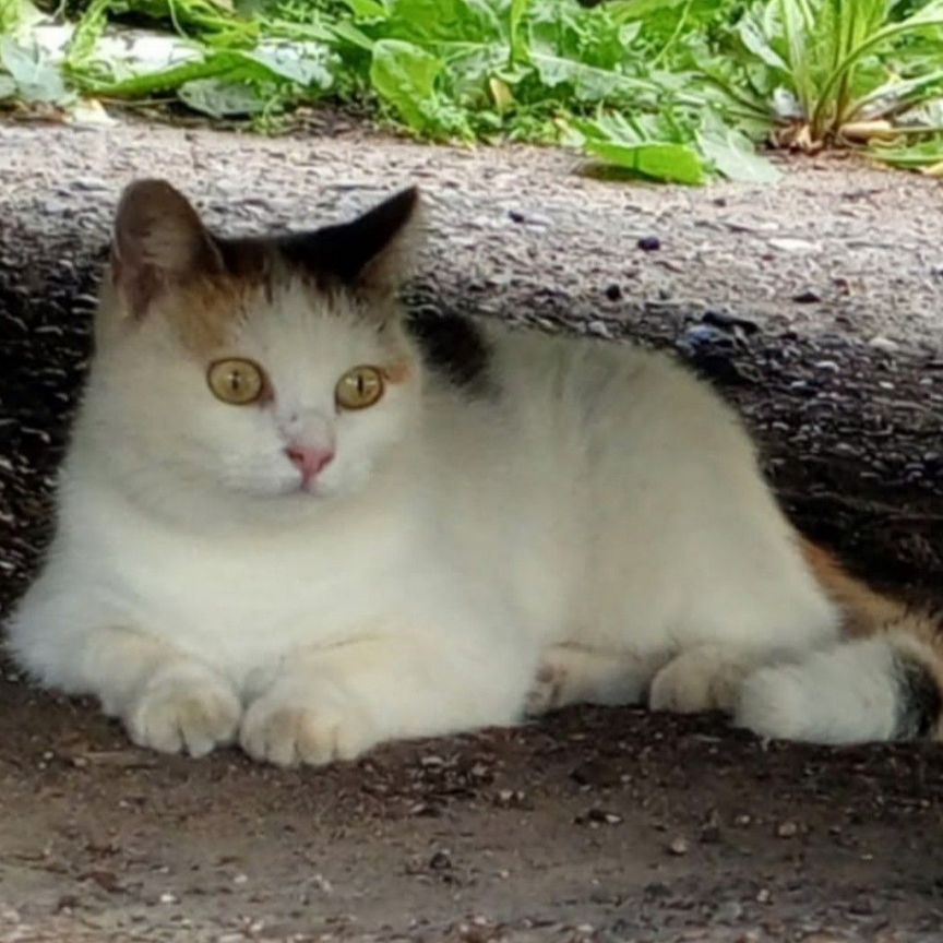 Кошка