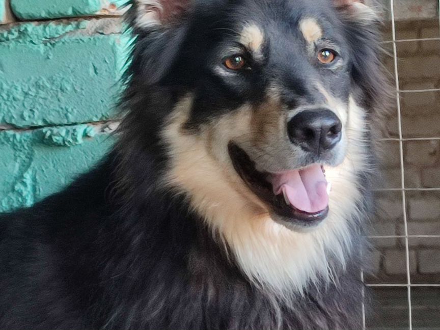 Собака в добрые руки