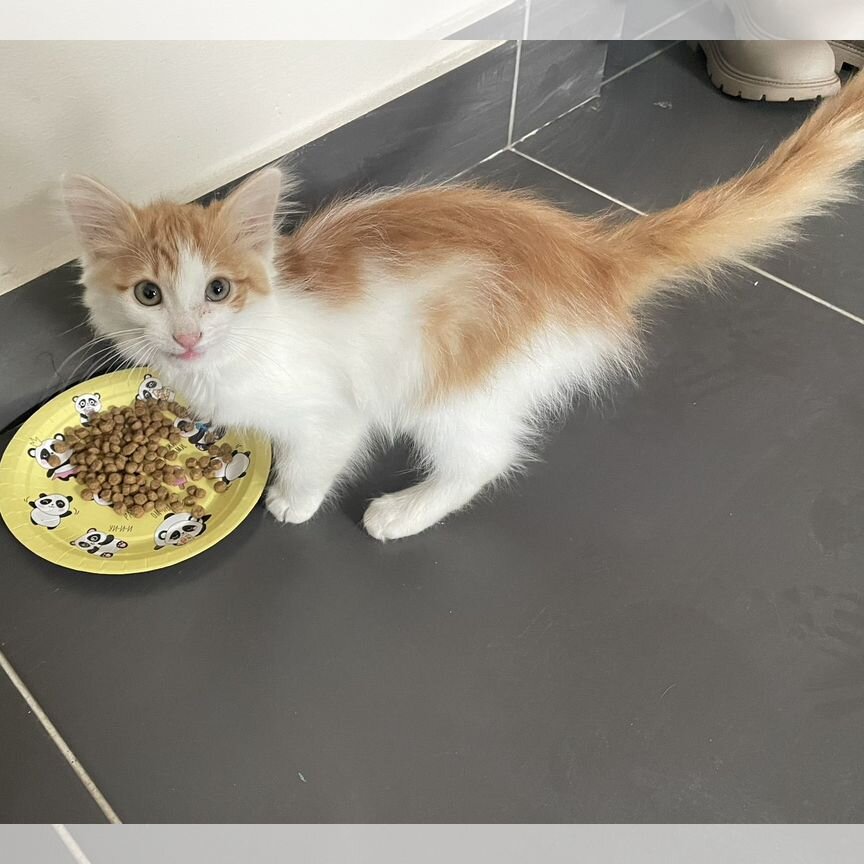 Котёнок в добрые руки