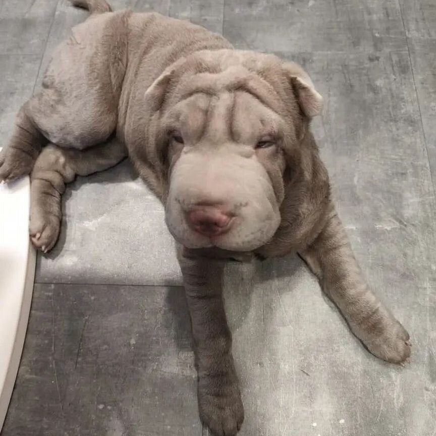 Шарпей, щенок