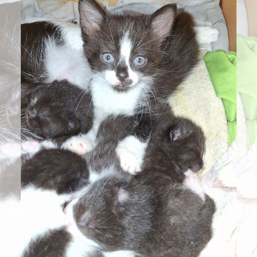 Котёнок в хорошие руки