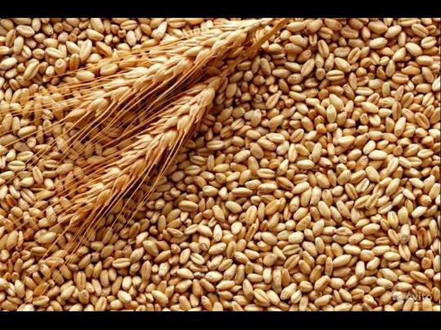 Кукуруза пшеница ячмень
