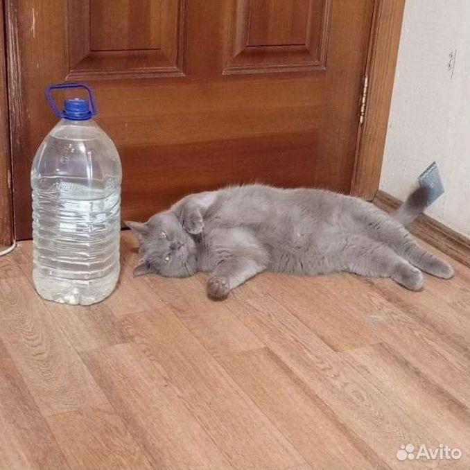 Британский шикарный кот