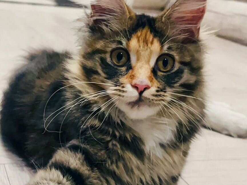 Котята мейн-кун