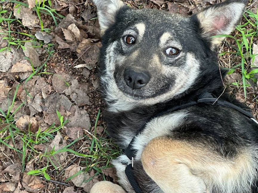 Собака в добрые руки маленькая порода