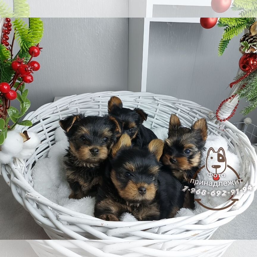 Йоркширский терьер, щенок