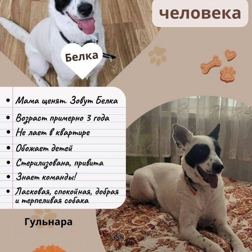 Собаки в добрые руки бесплатно