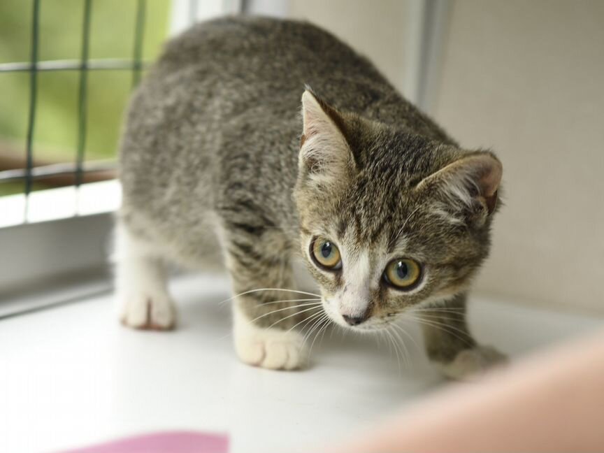 Котенок Луна ищет семью