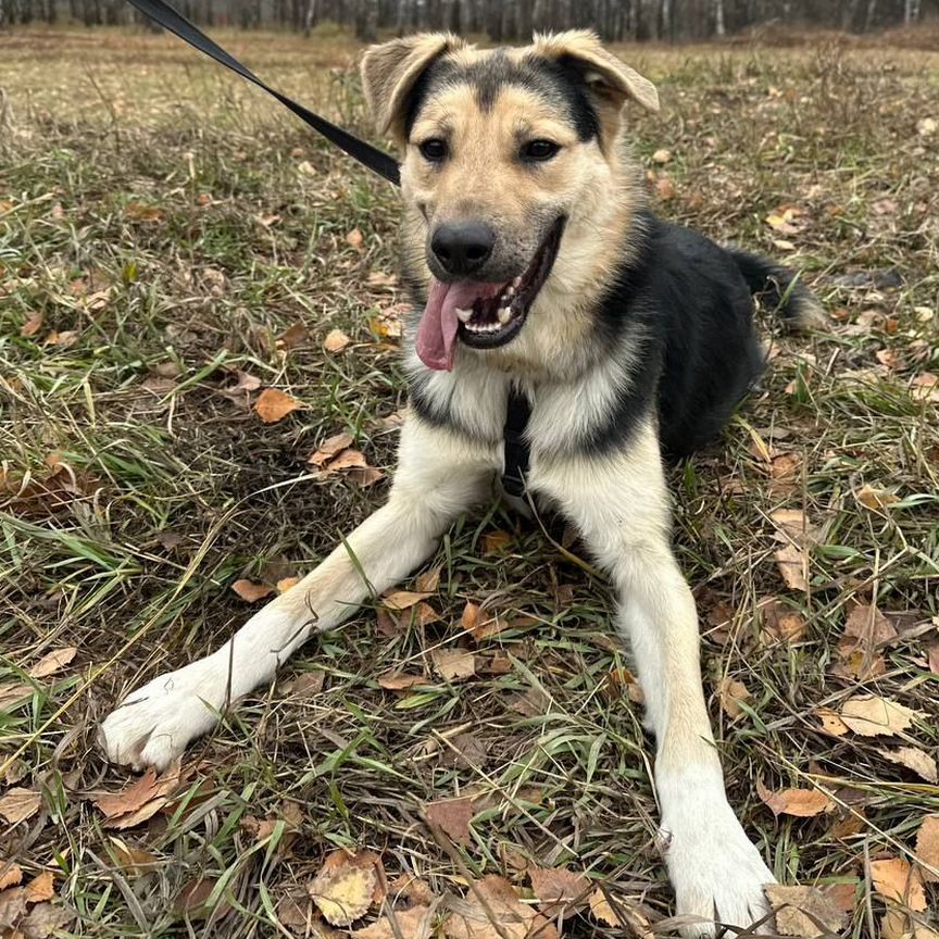 Пушистик в ожидании в приюте