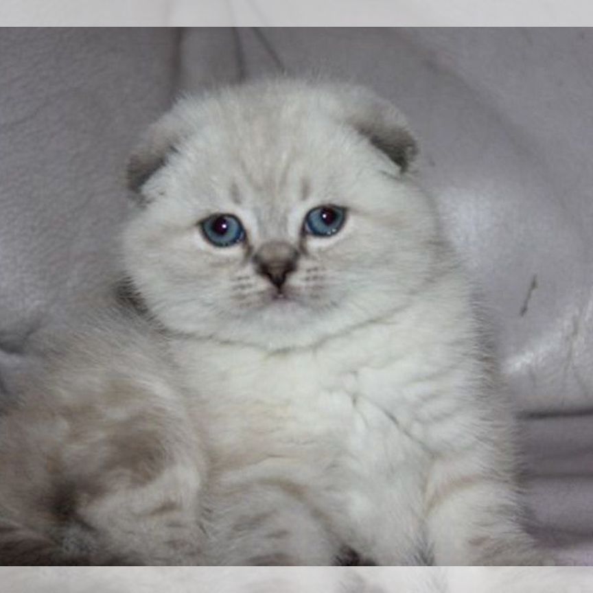 Британский короткошёрстный котёнок