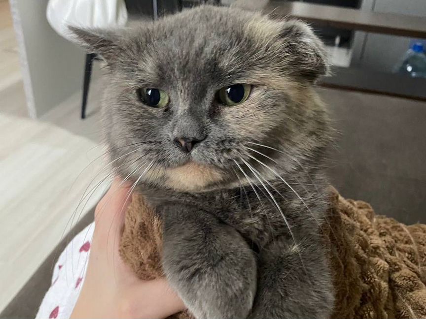 Кошка картошка