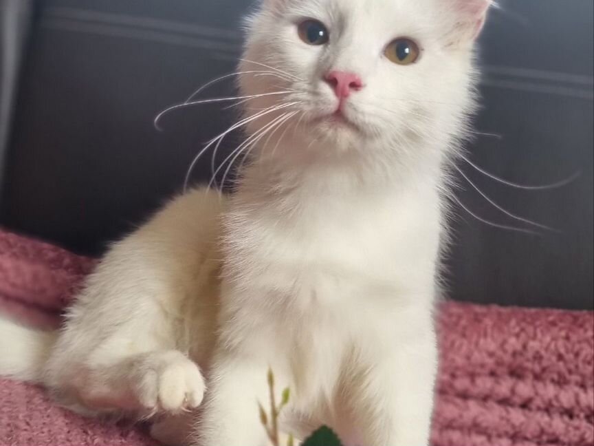 Белый ангорский котенок мальчик