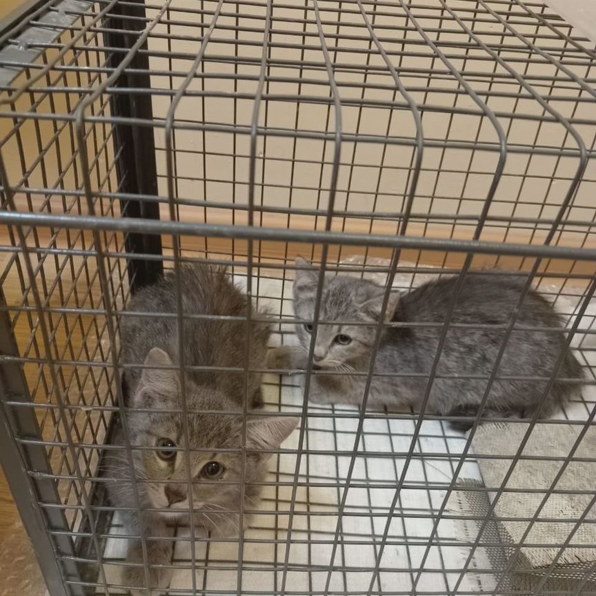 Котятам некуда идти