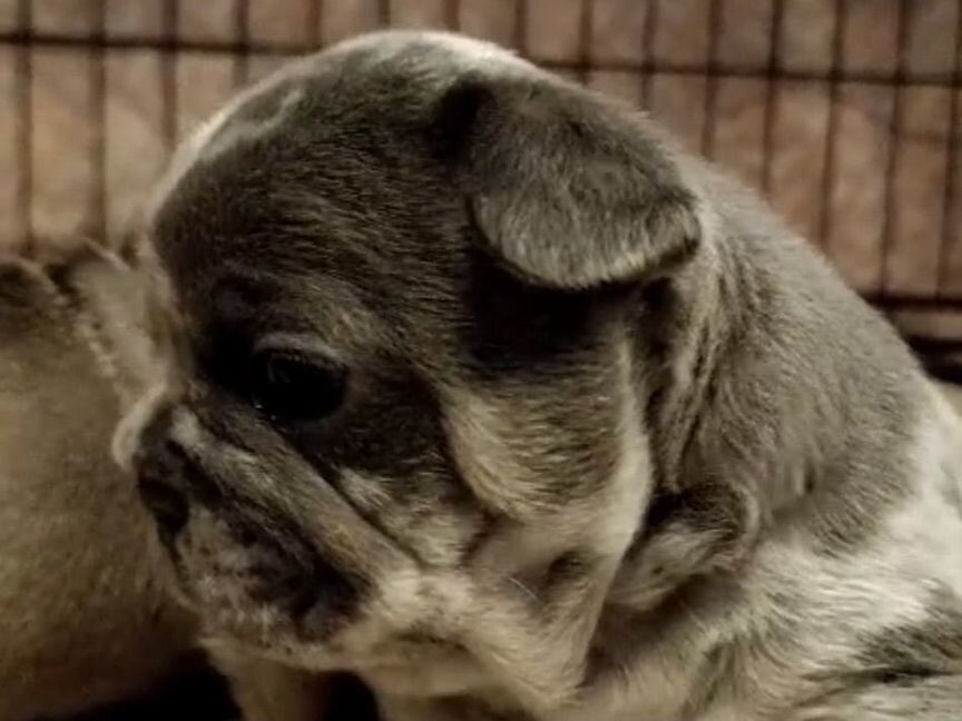 Французский бульдог мальчик