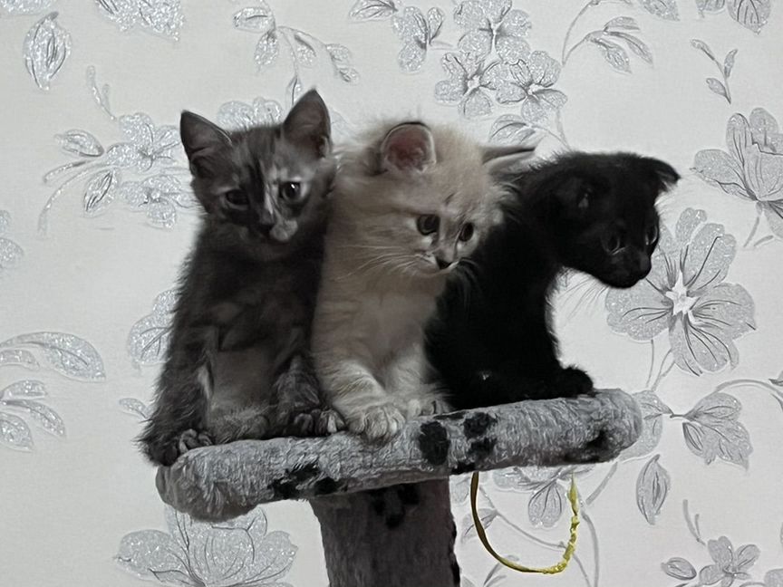 Котята в добрые руки