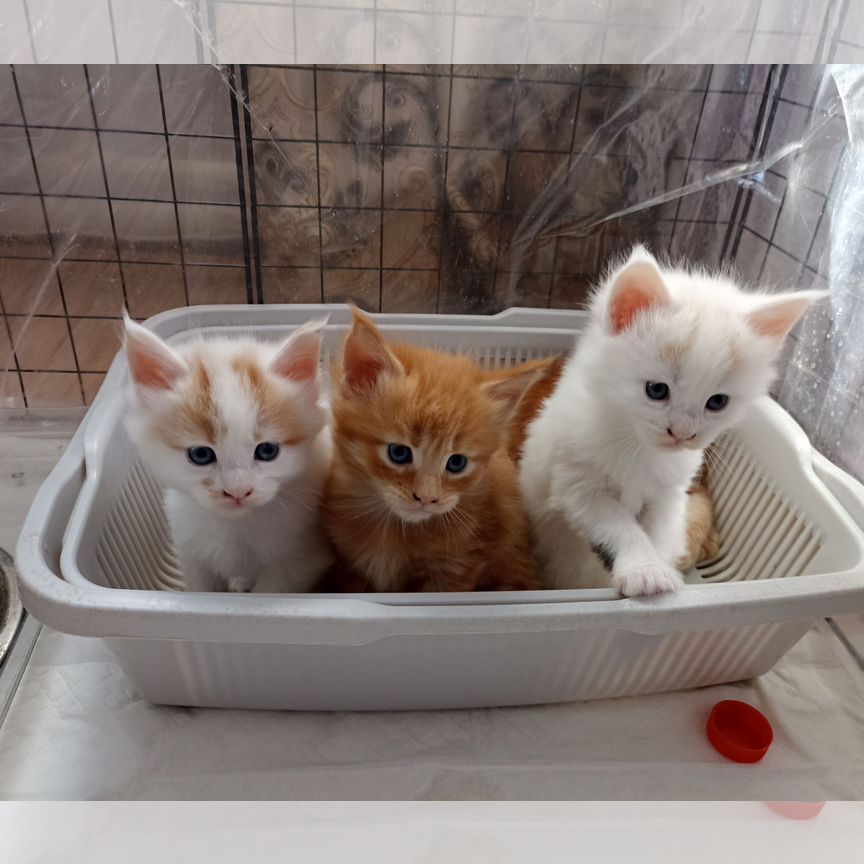 Мейн-кун котёнок