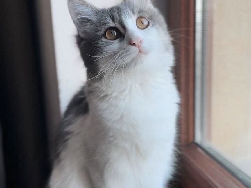 Кошечка София в добрые руки