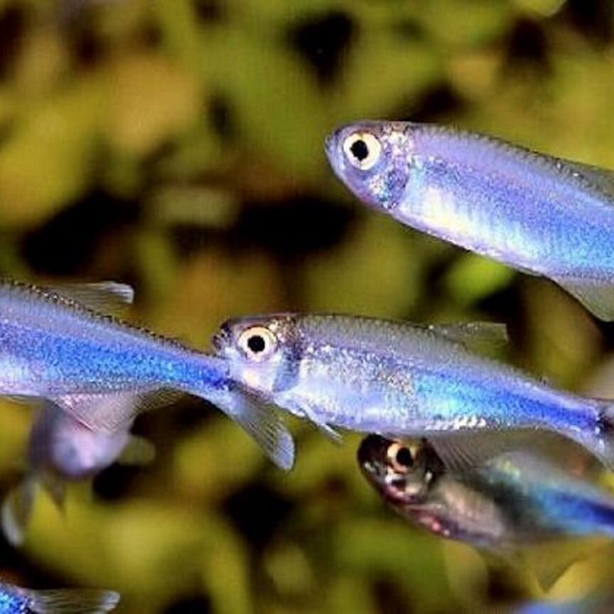 Рыба Тетра голубая (Боэлка)