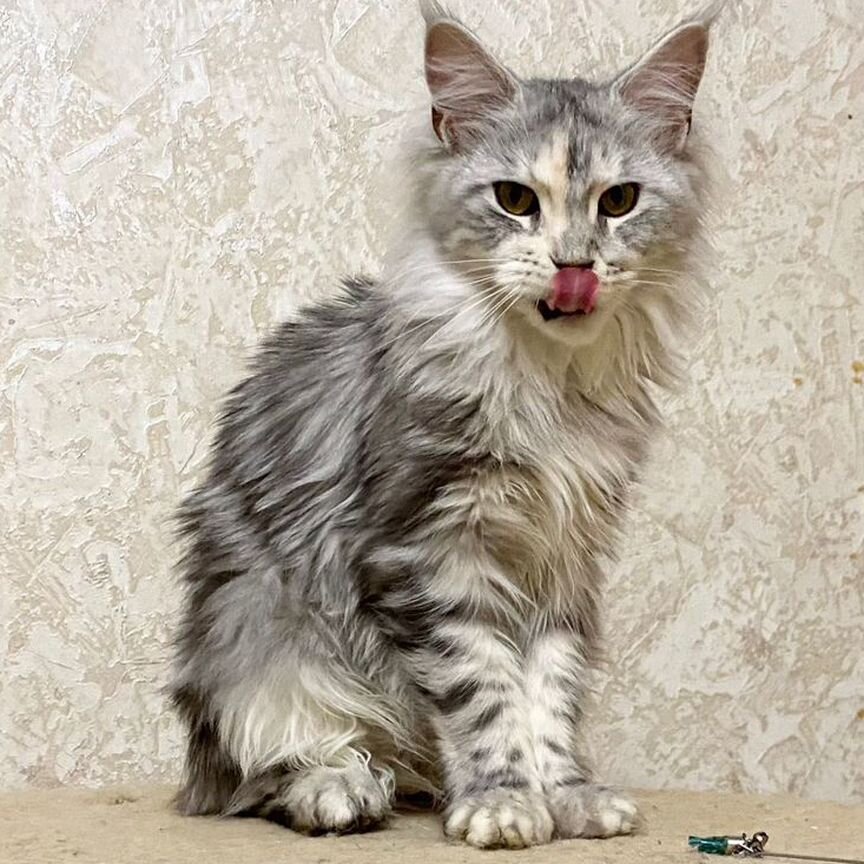 Кошка мейн-кун черепашка в любимцы