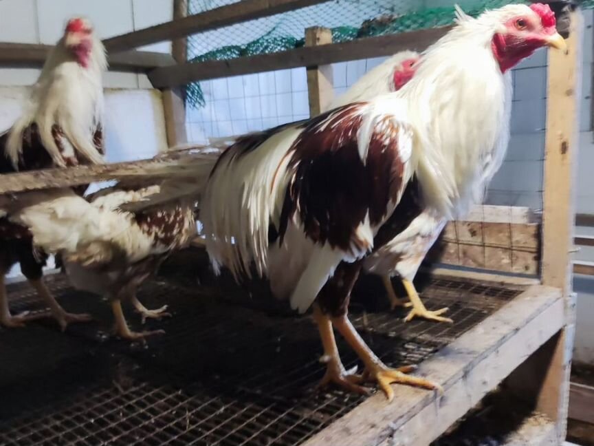 Петух йокогама