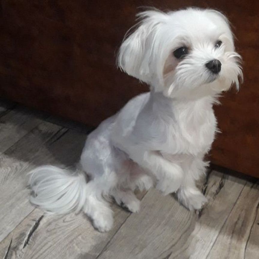 Собака мальтезе мини