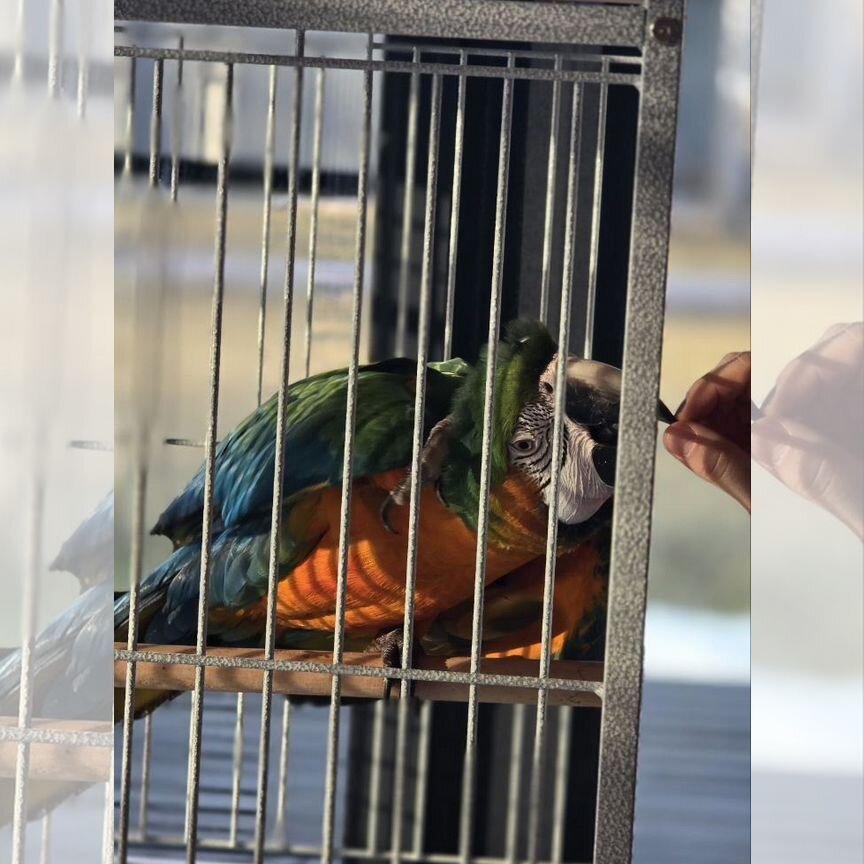 Попугай большой Арлекин