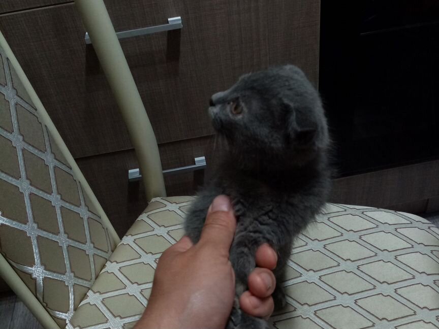 Британский котенок