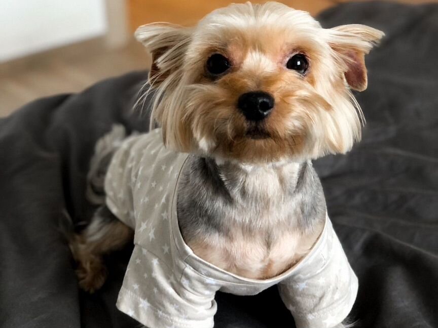 Йоркширский терьер