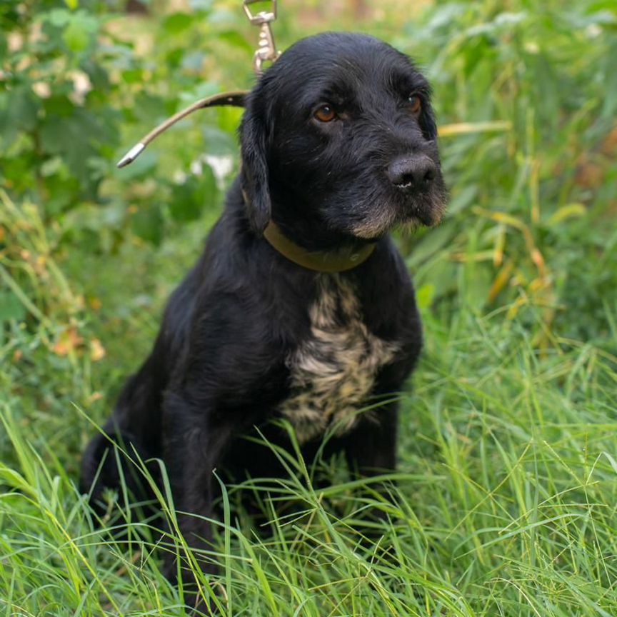 Чарли ищет дом