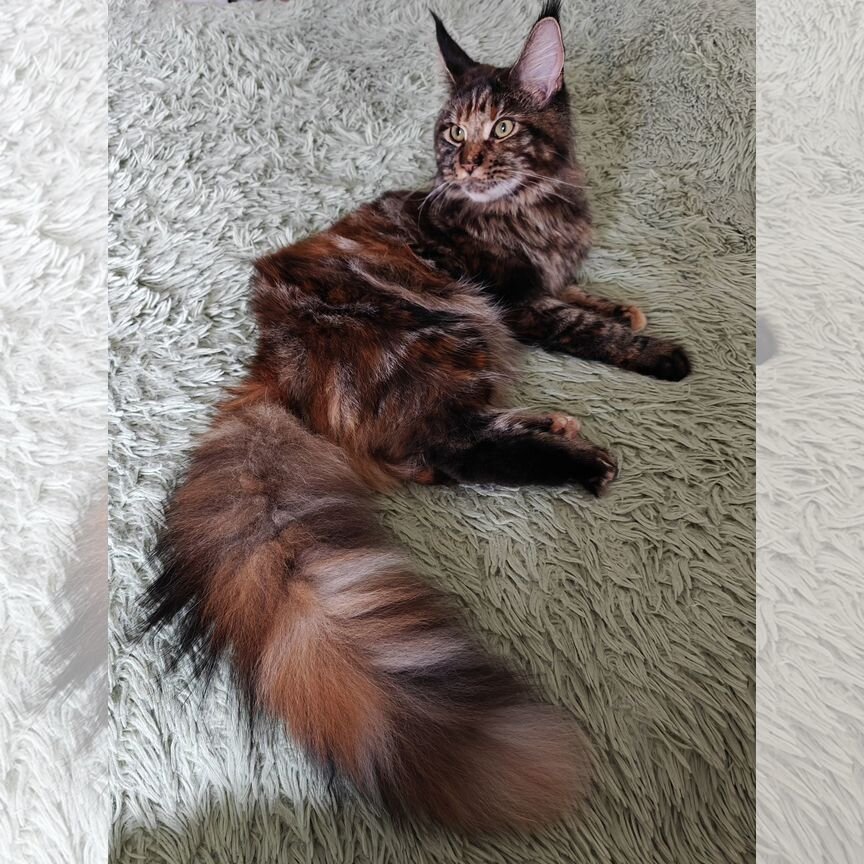 Котята мейн-кун