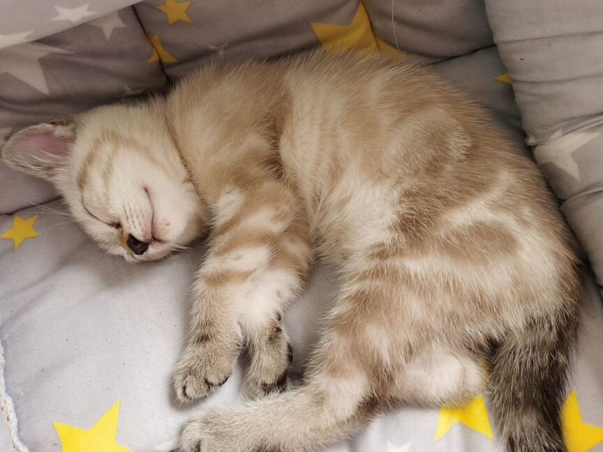 Снежный котенок мальчик