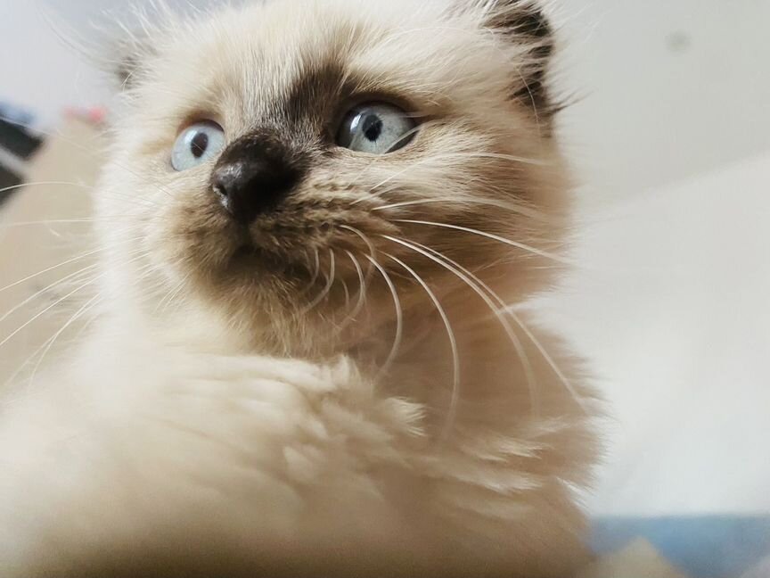 Котёнак шотланская порода