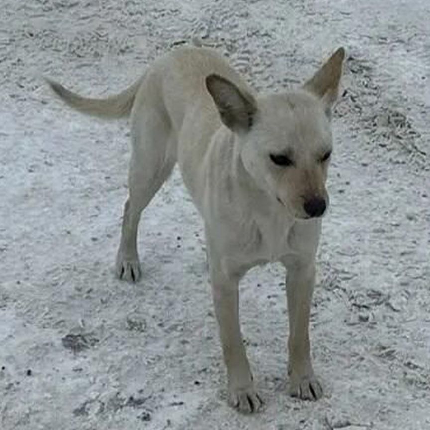 Взрослая собака в добрые руки