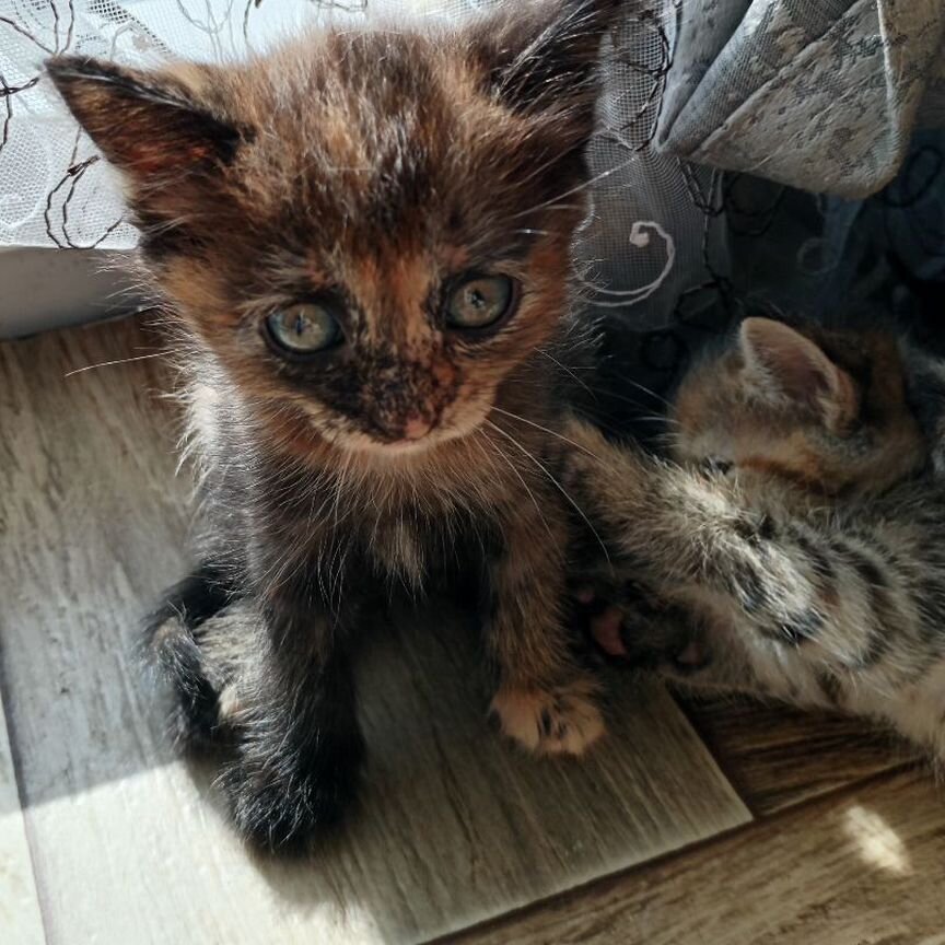 Котята