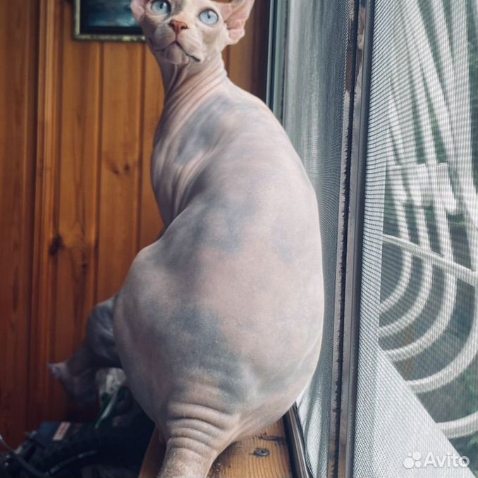 Кошка Эльф черная черепаха