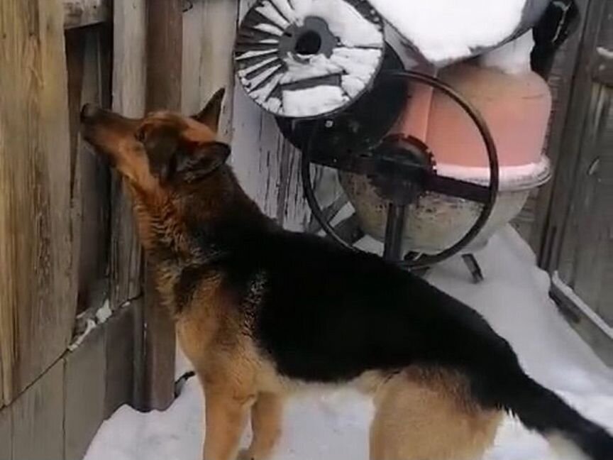 Немецкая овчарка