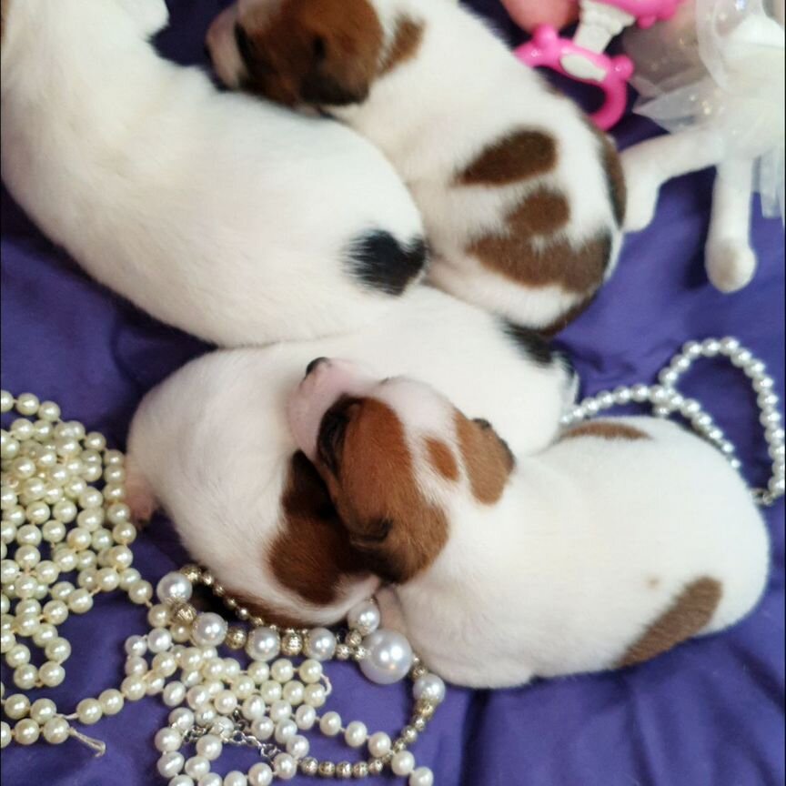 Элитные малыши Джек Рассел терьра,доставка